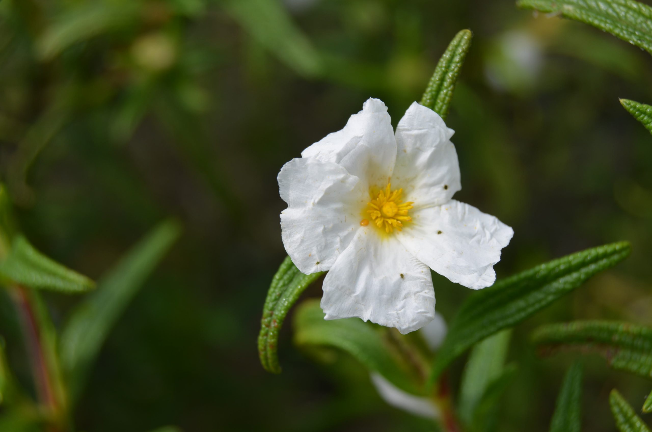 La Via dei Cavalleggeri, promontorio di Piombino | Posti Nascosti